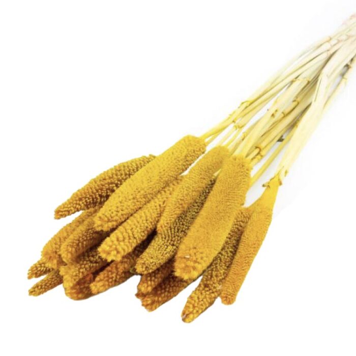 Babala - Naturel | FloralKings